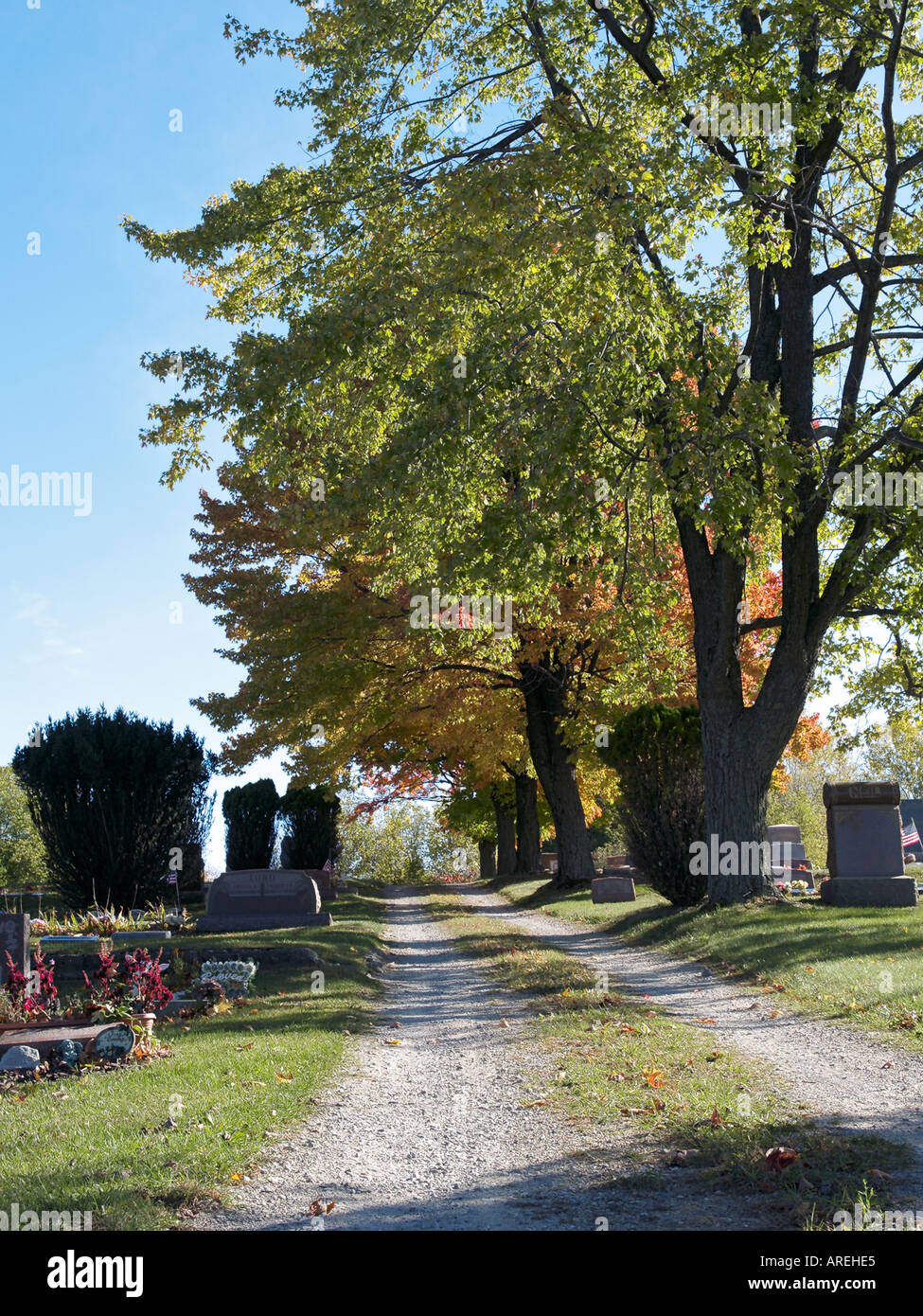 Large diciduous trees in fall color in a rural midwestern cemetary ...