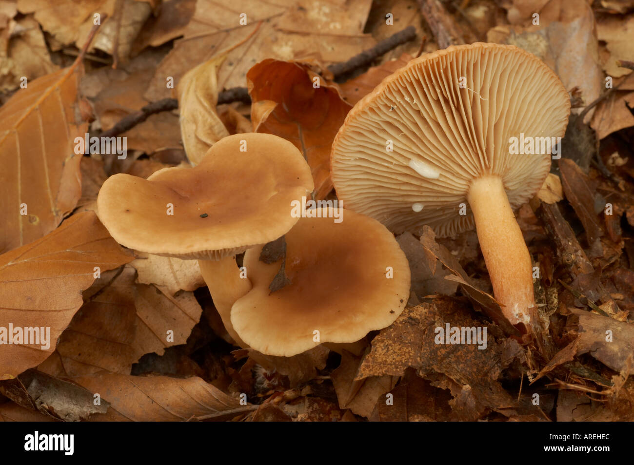 Beech milkcap hi-res stock photography and images - Alamy