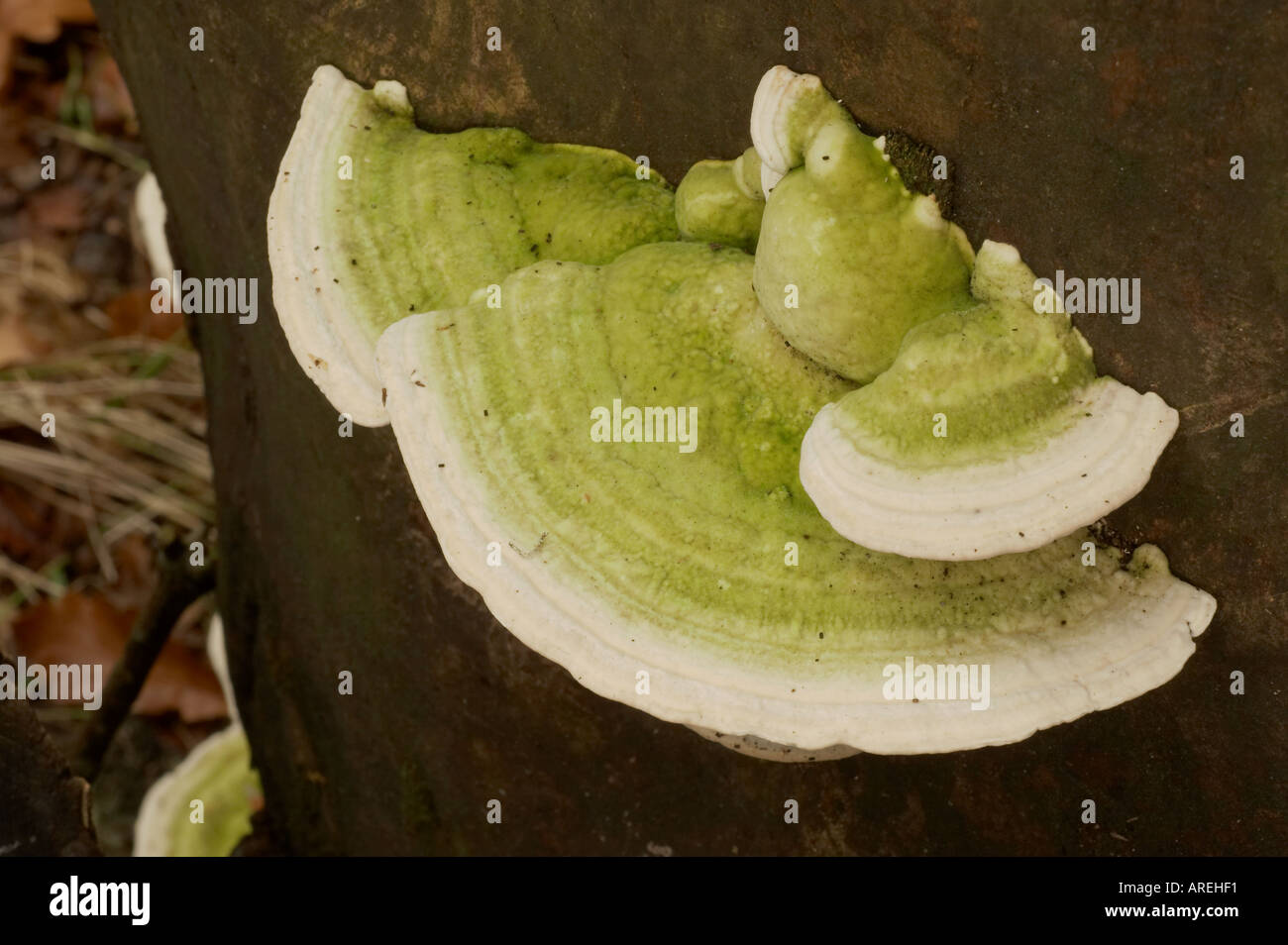 Lumpy Bracket Trametes gibbosa Stock Photo - Alamy