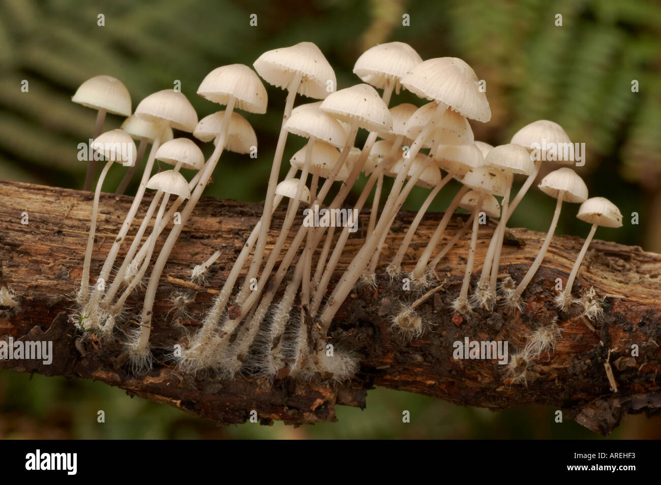 Angels bonnet mushroom hi-res stock photography and images - Alamy
