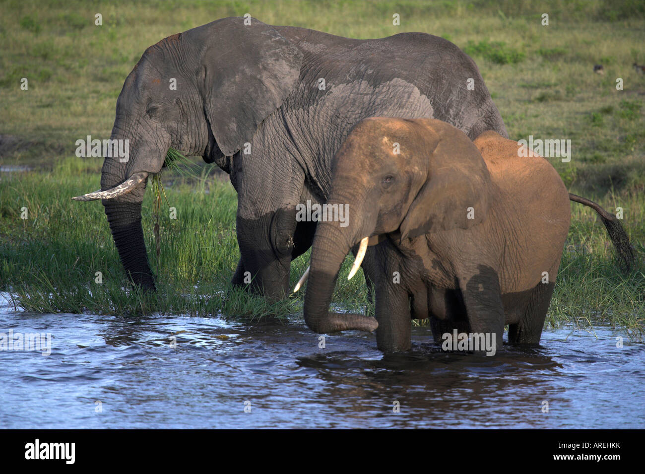 African Elephants drinking in Chobe River Stock Photo - Alamy