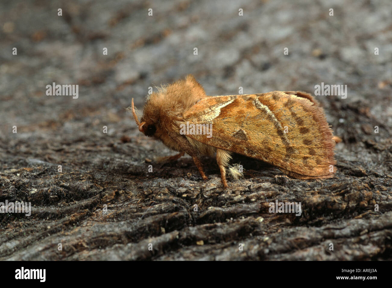 Male orange swift moth hi-res stock photography and images - Alamy