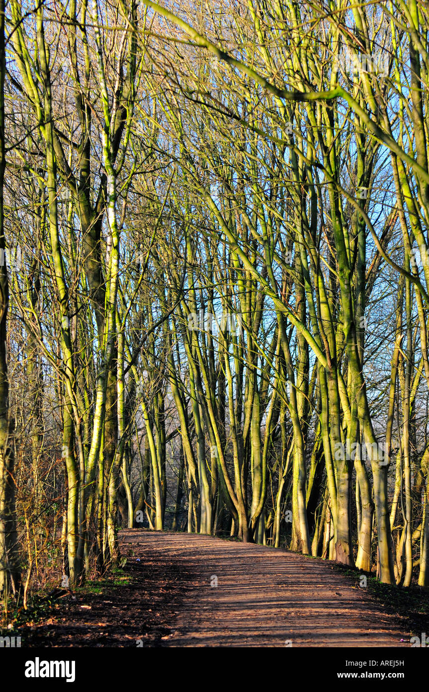 tall trees bordering path Stock Photo - Alamy