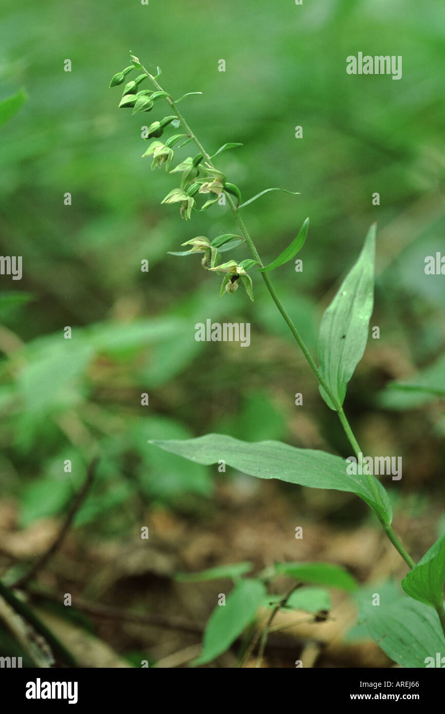 Broad Leaved Helleborine Epipactis Helleborine Stock Photo - Alamy