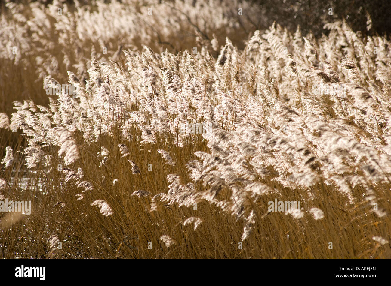 Stodmarsh national nature reserve hi-res stock photography and images ...