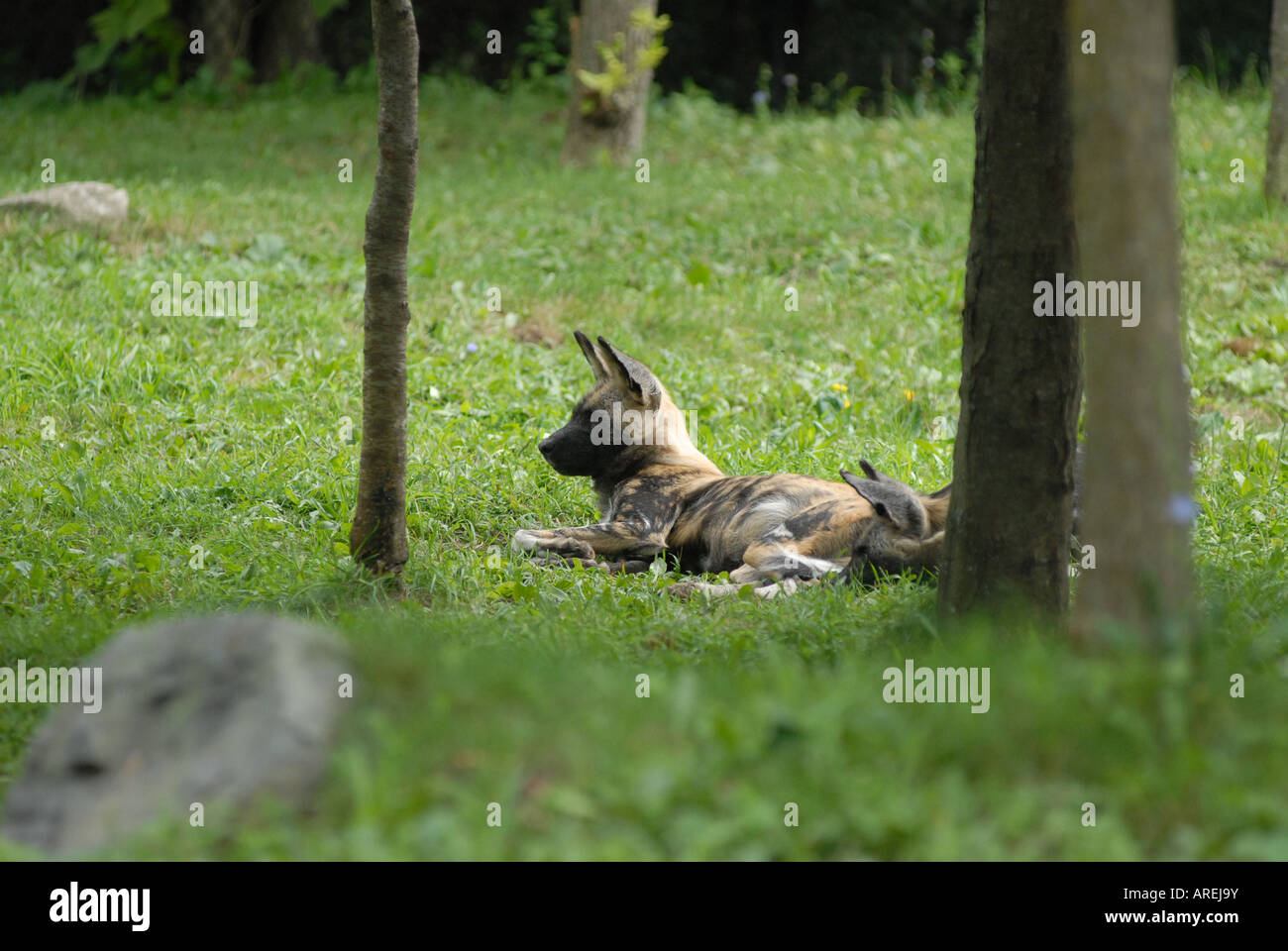 Are Dogs Allowed At Franklin Park Zoo