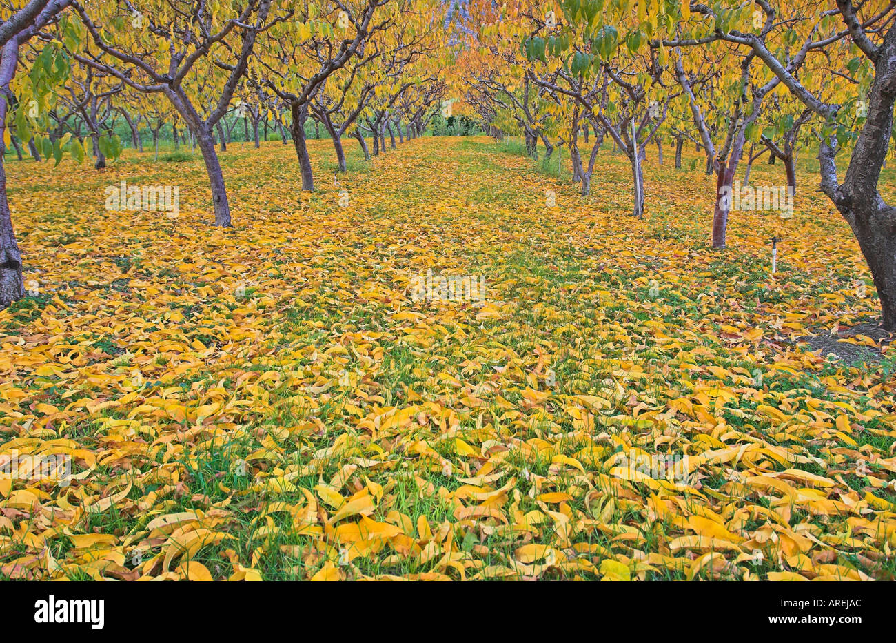 Autumn colors in fruit orchard Osoyoos South Okanagan British Columbia ...