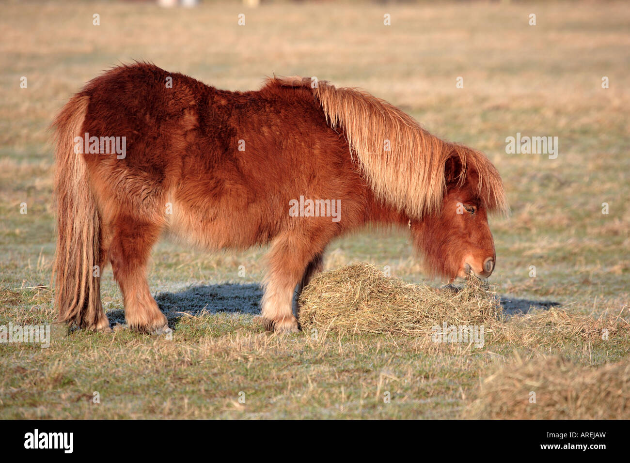 shetland pony eating hay Stock Photo - Alamy