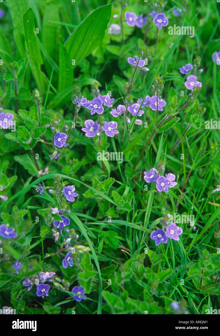 Speedwell flowers hi-res stock photography and images - Alamy