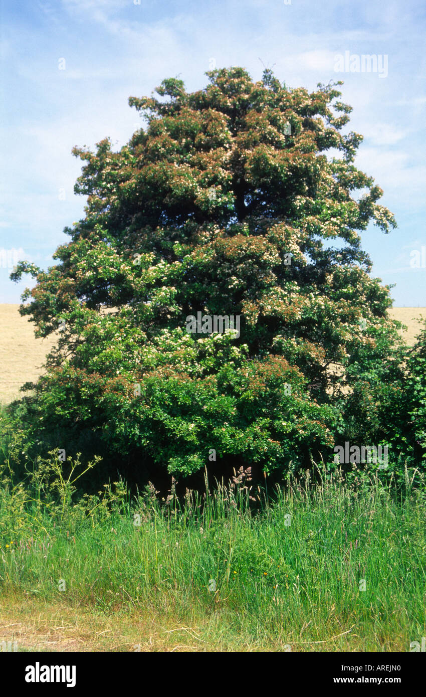 Common hawthorn tree in hedgerow burrow hill hi-res stock photography ...