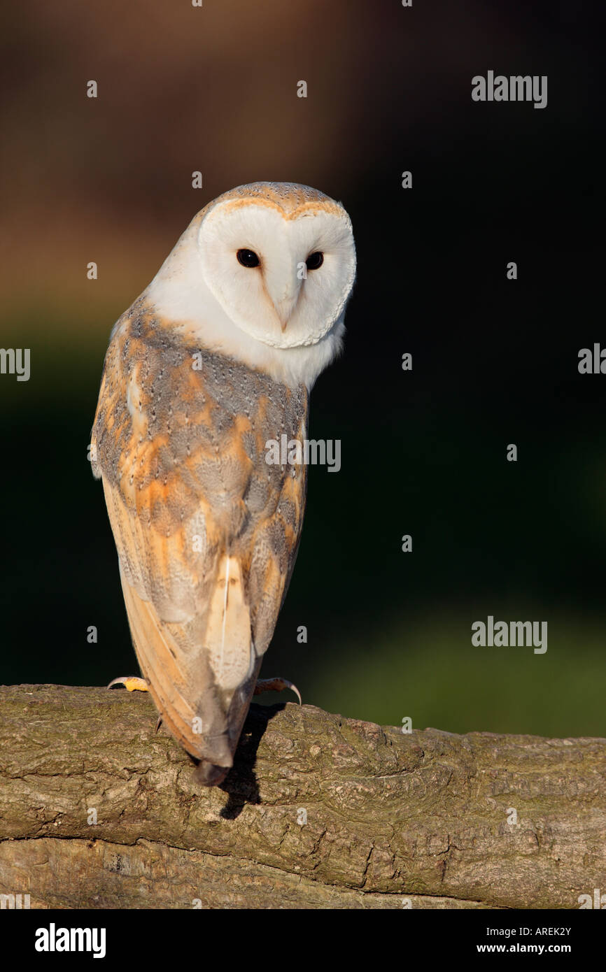 Barn Owl Tyto alba sitting on branch looking alert Stock Photo - Alamy