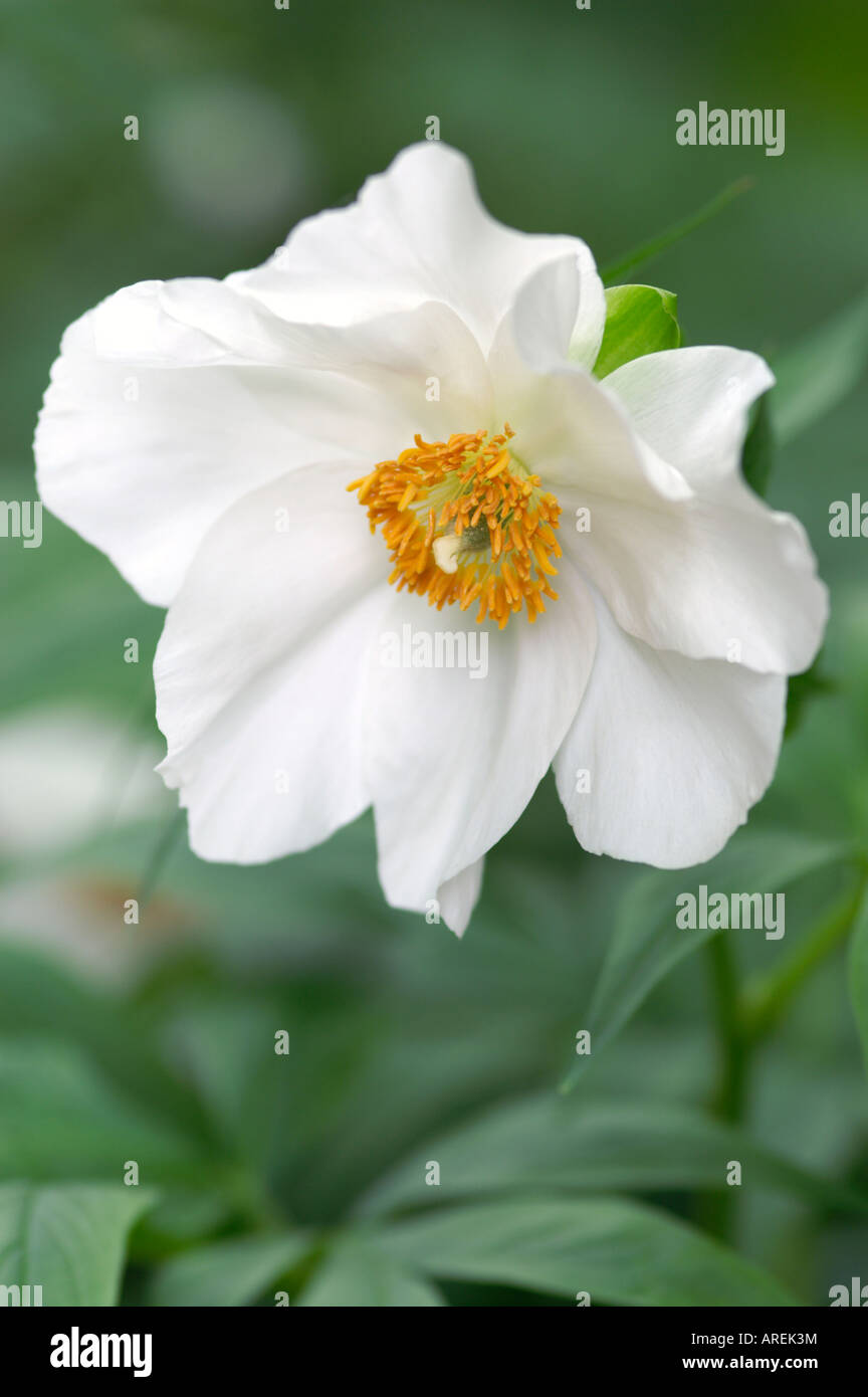 PAEONIA EMODI HIMALAYAN PEONY Stock Photo - Alamy