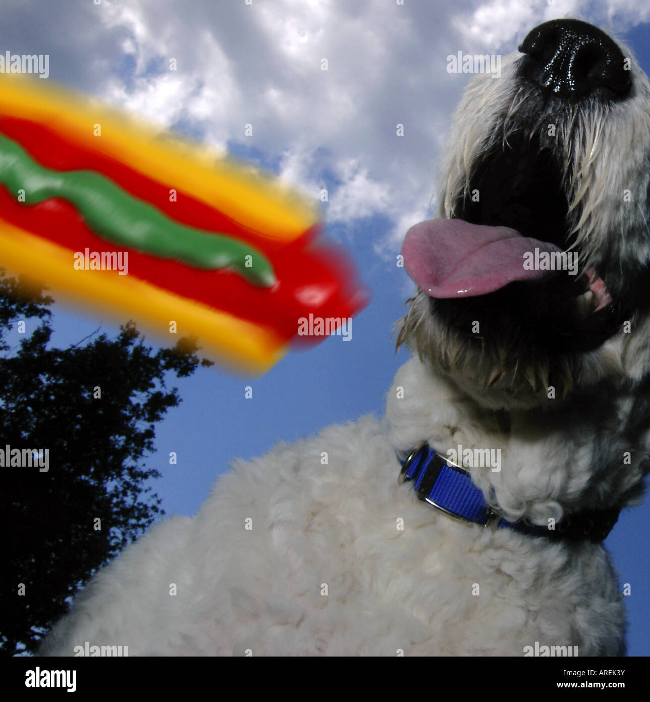 Dog play fetch hi-res stock photography and images - Alamy