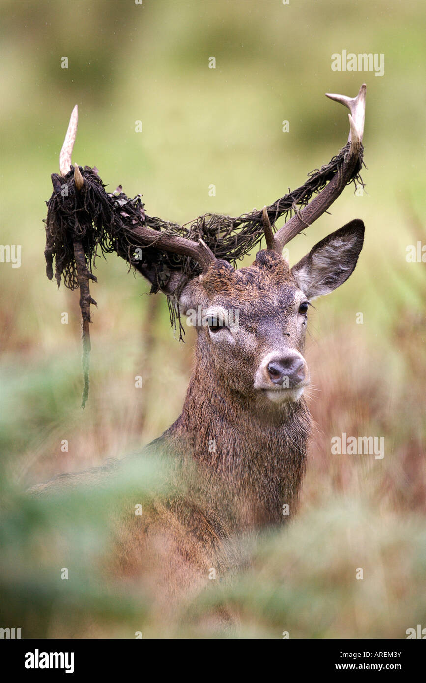 Such as stag stalking hi-res stock photography and images - Alamy