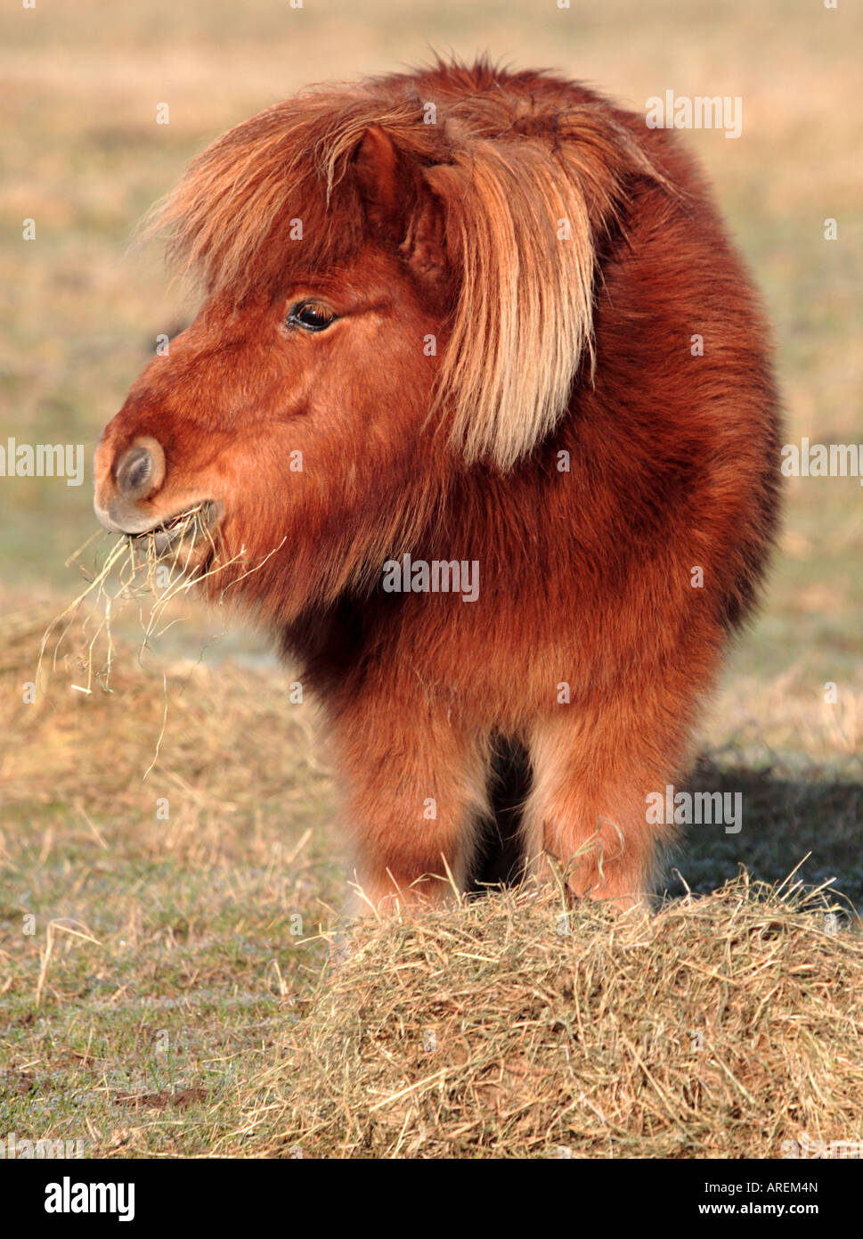 shetland pony eating hay Stock Photo - Alamy