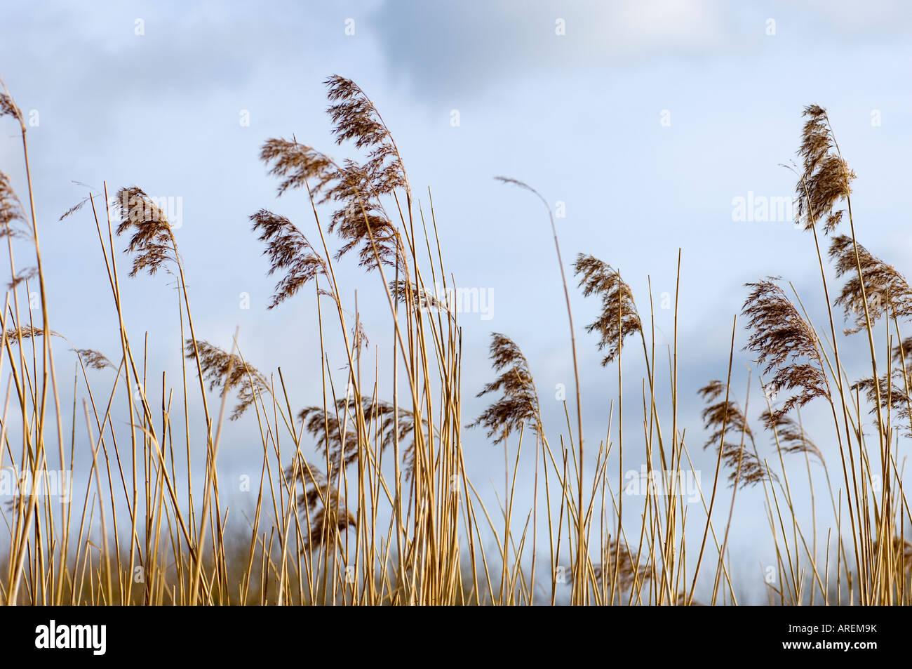 Stodmarsh national nature reserve hi-res stock photography and images ...