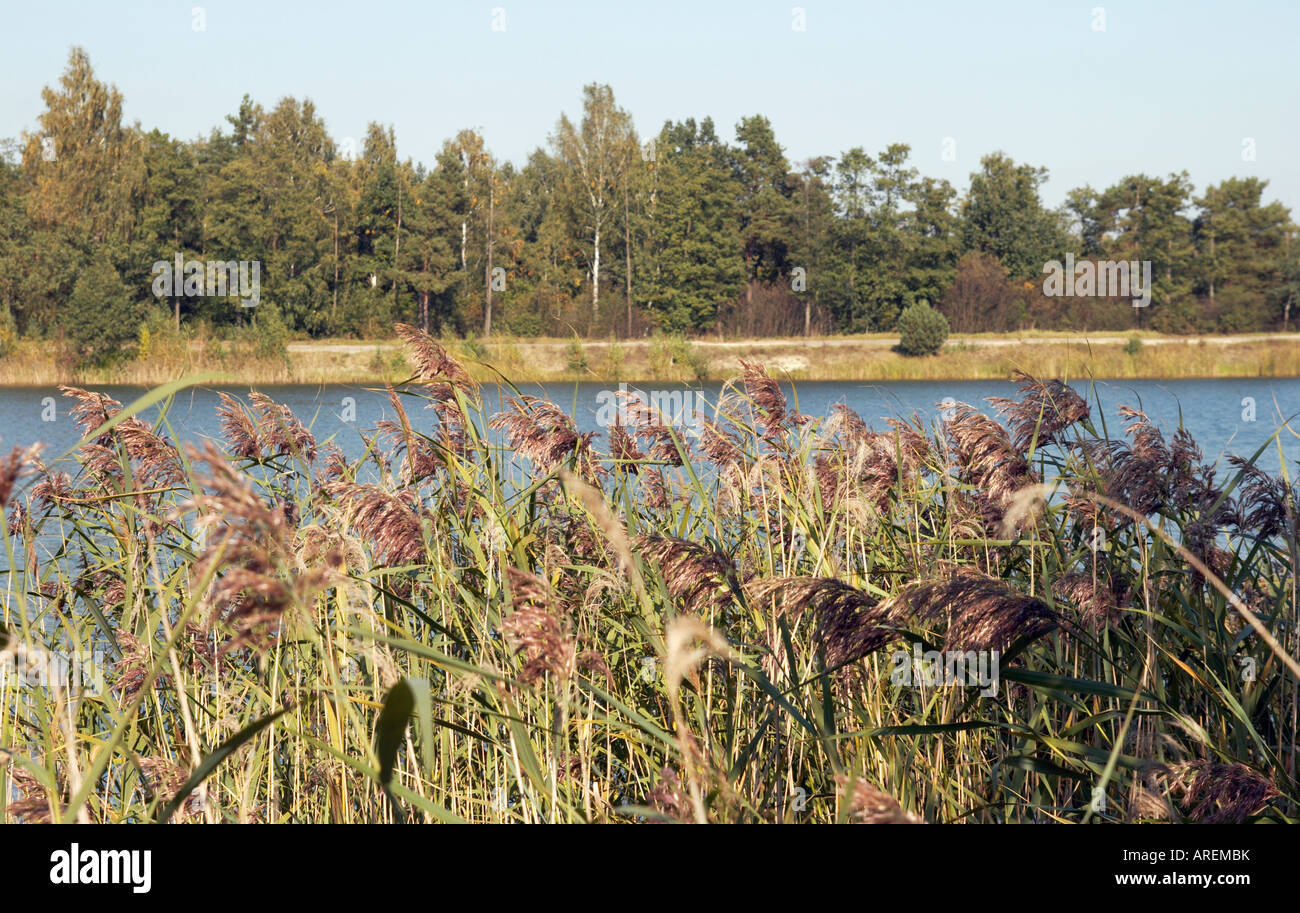 Cane bush near autumn lake Stock Photo - Alamy