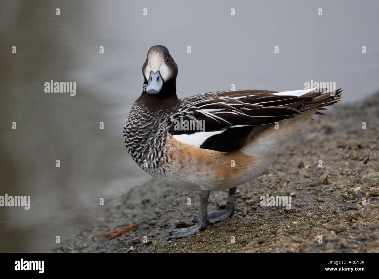 Marilla hi-res stock photography and images - Alamy