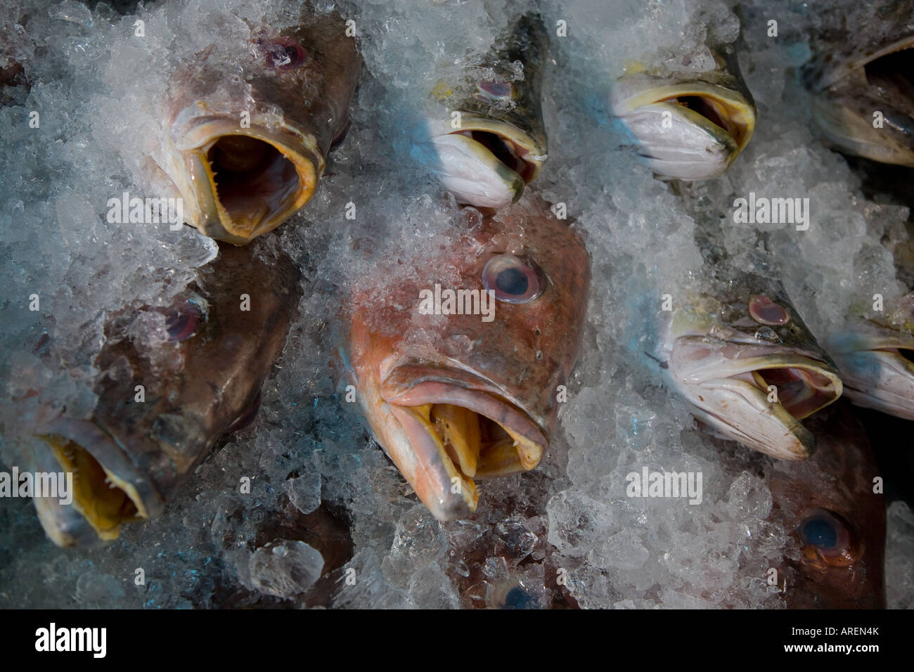 Fish packed in ice for sale at Psar Thmei market, Phnom Penh, Cambodia ...