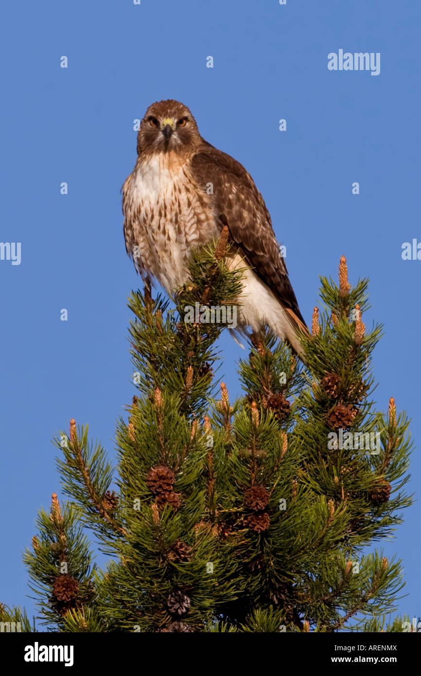 A red-tailed hawk staring directly into the camera Stock Photo - Alamy