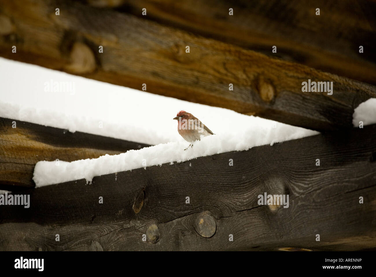 House finch in snow Stock Photo - Alamy