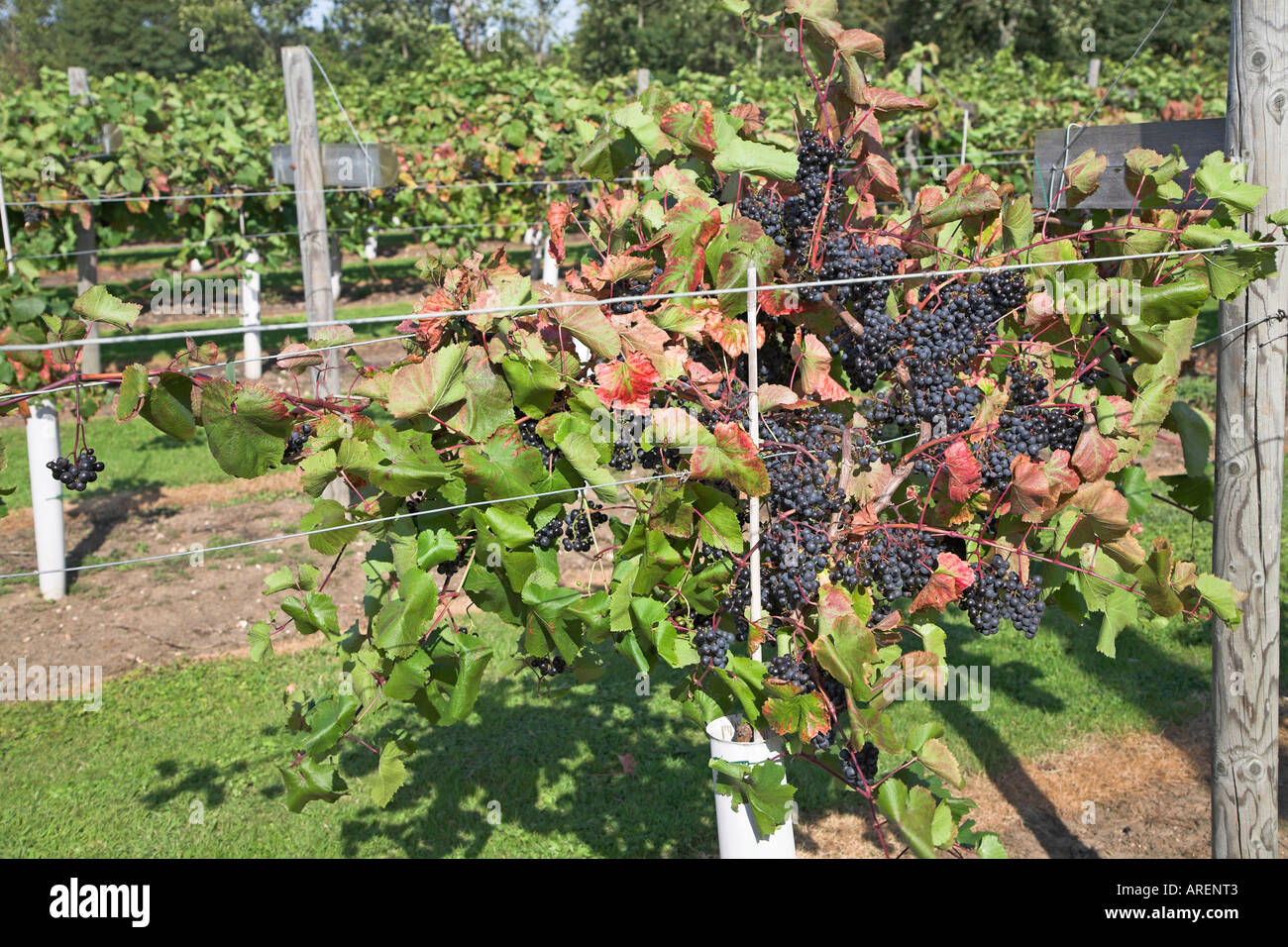 Red Rondo grape vines Shawsgate vineyard Sufolk England Stock Photo - Alamy