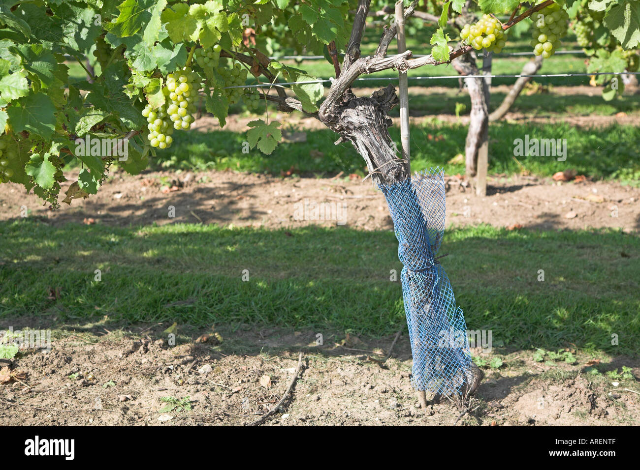 Shawsgate Stock Photos & Shawsgate Stock Images - Alamy
