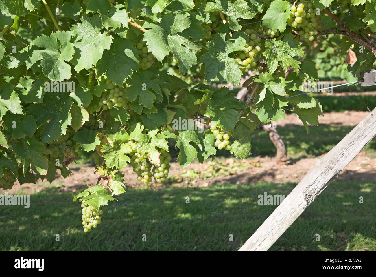 English white grapes hi-res stock photography and images - Alamy