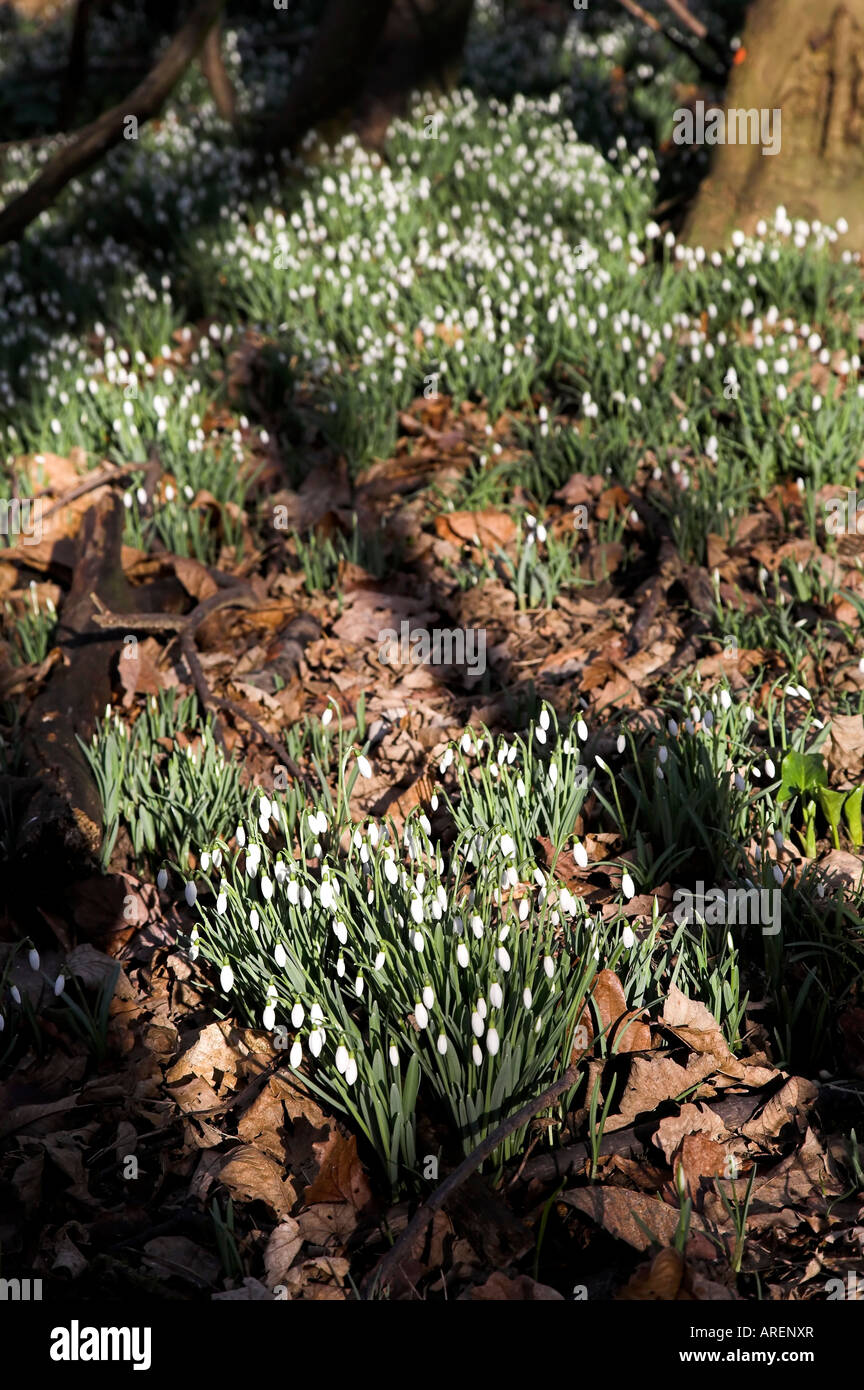 Snowdrops growing in an English wood Stock Photo - Alamy