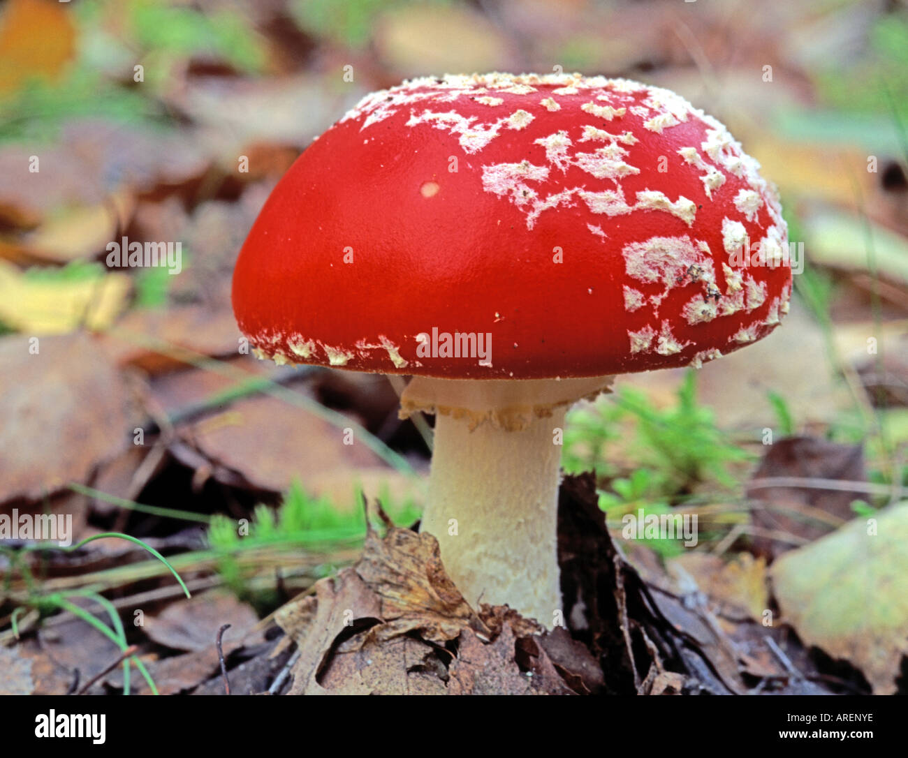 Red toadstool Amanita muscarina Stock Photo - Alamy