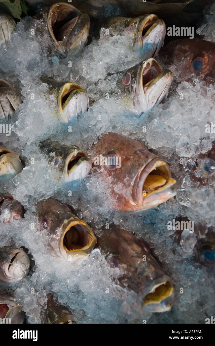 Fish packed in ice for sale at Psar Thmei market, Phnom Penh, Cambodia ...