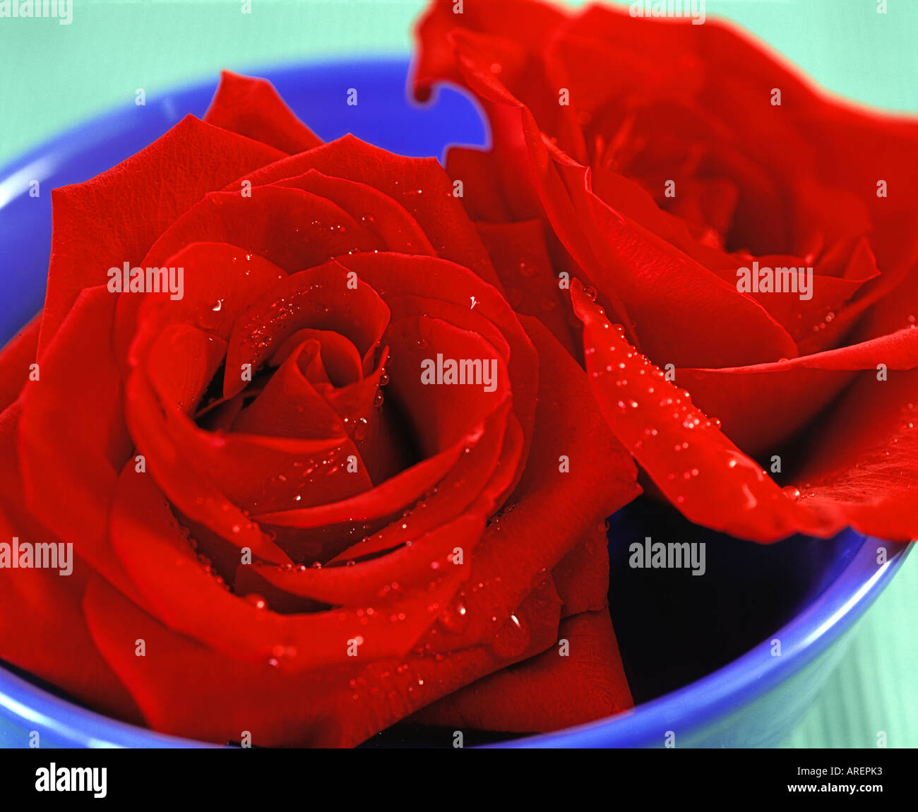 Roses in ceramic bowl hi-res stock photography and images - Alamy