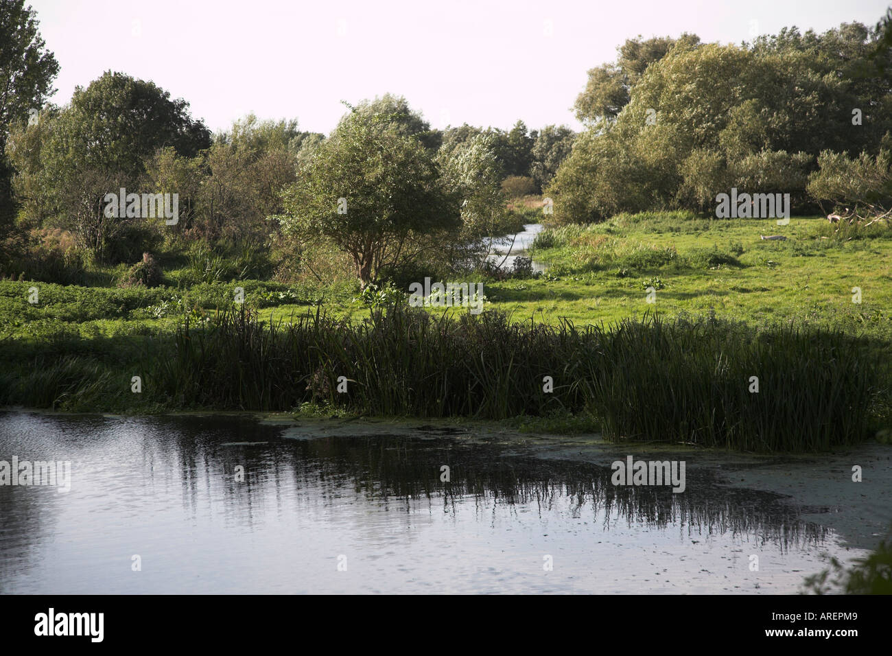 River waveney bungay suffolk hi-res stock photography and images - Alamy