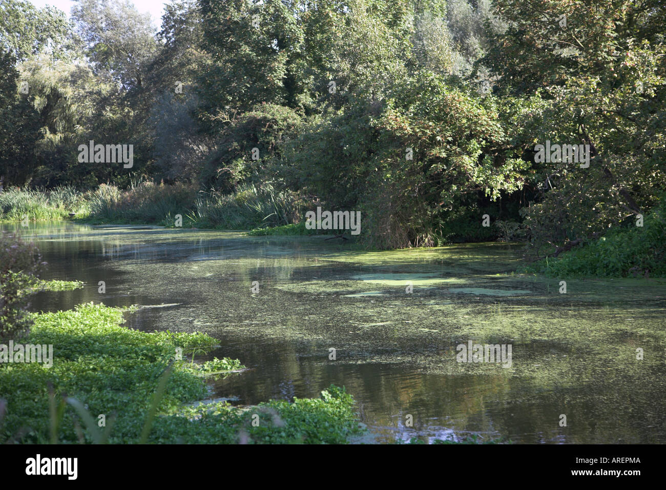 River Waveney, Bungay, Suffolk, England Stock Photo - Alamy