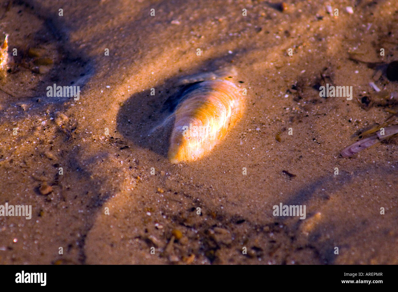 Mytilidae hi-res stock photography and images - Alamy