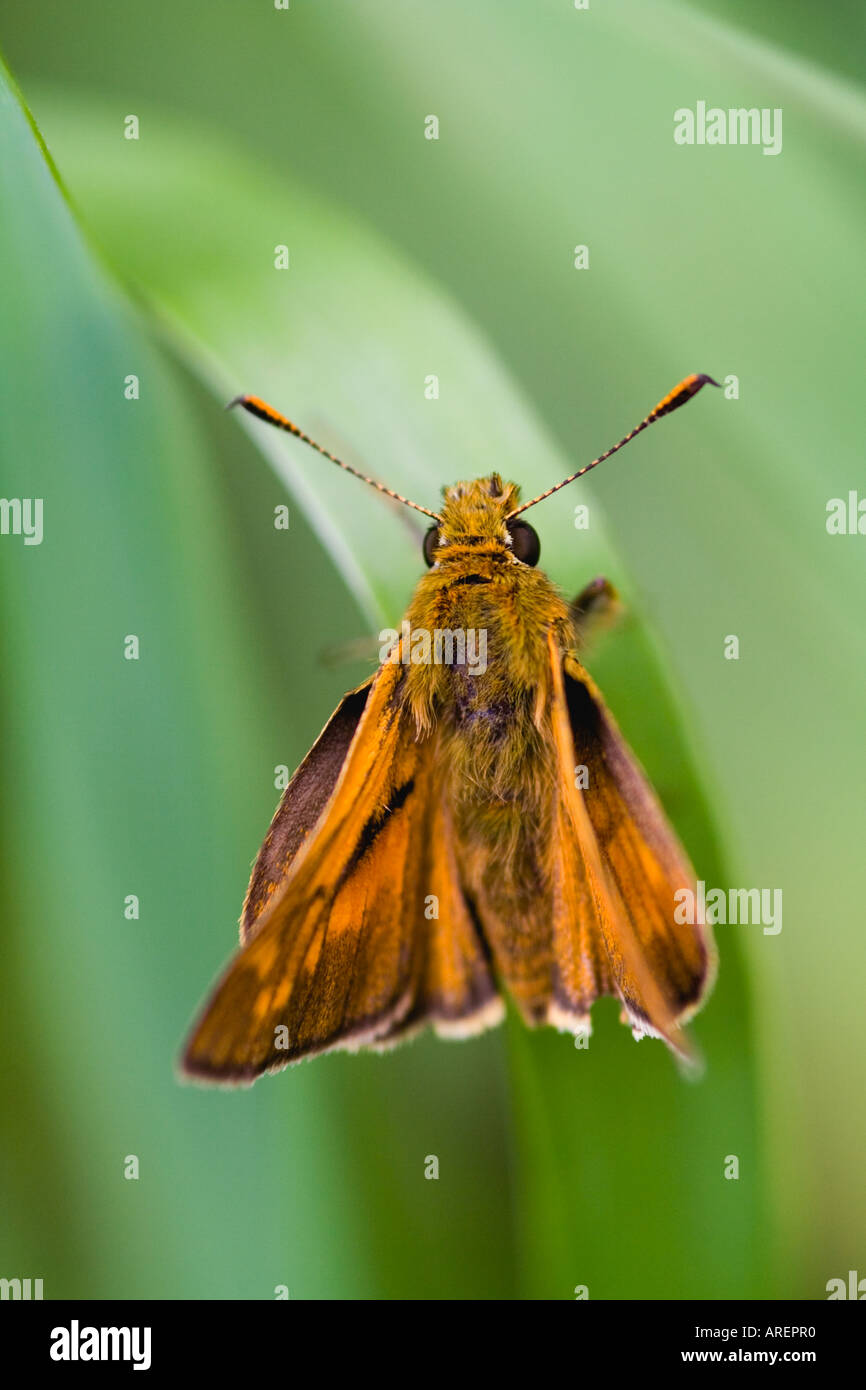 a butterfly (polites sabuleta) is sitting on a blade of grass Stock ...