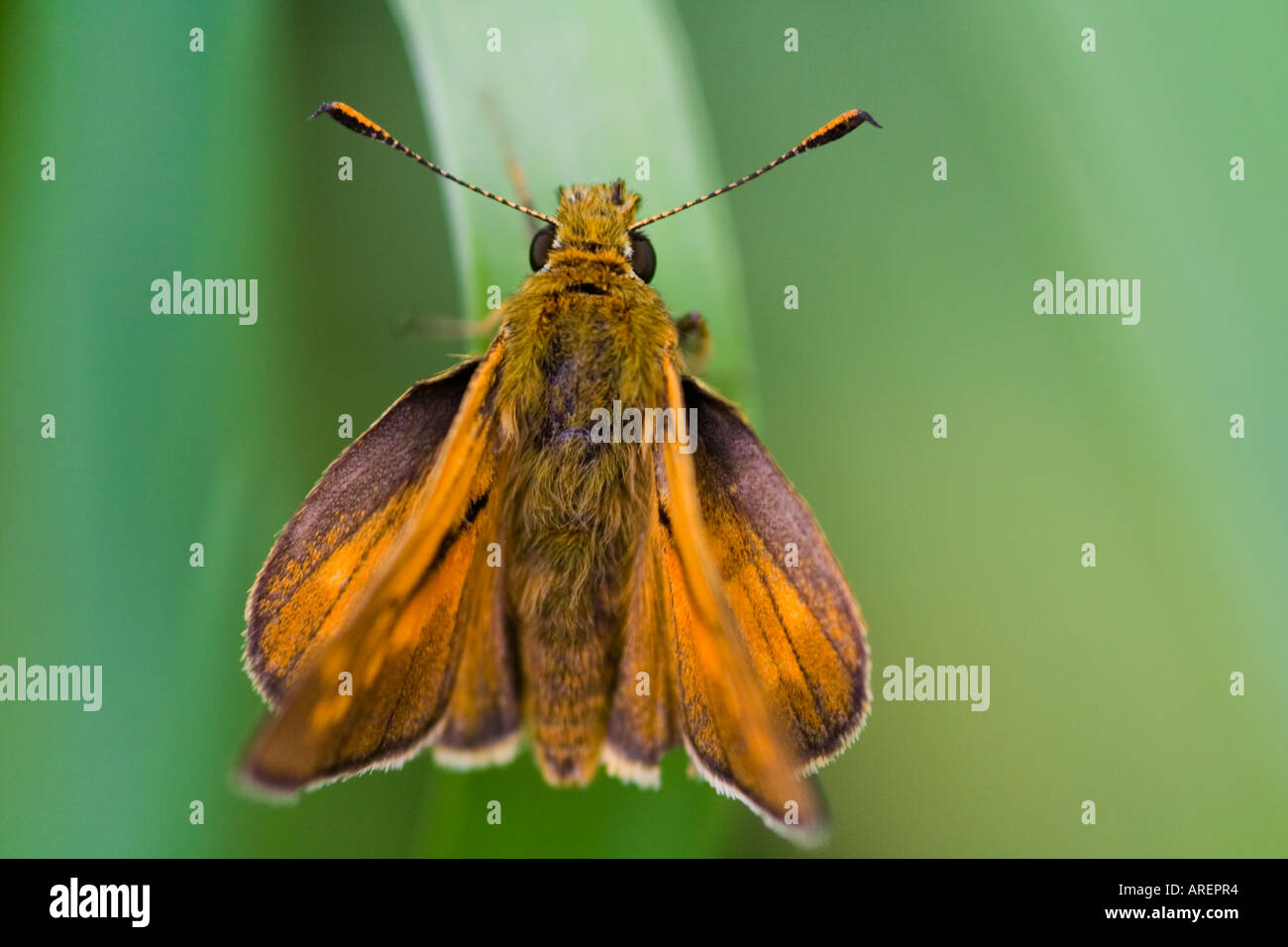a butterfly (polites sabuleta) is sitting on a blade of grass Stock ...