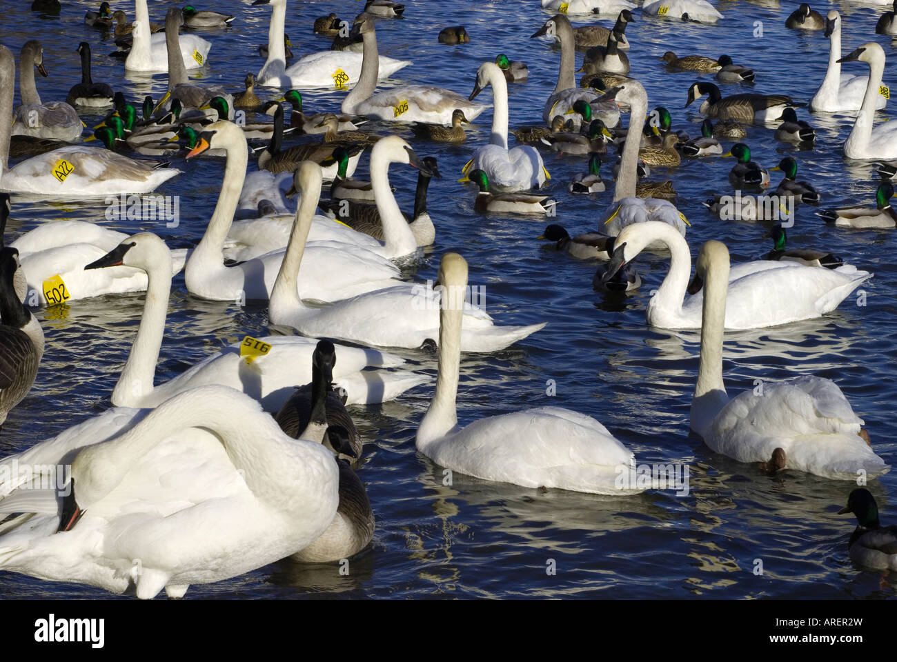 Wintering species hi-res stock photography and images - Alamy