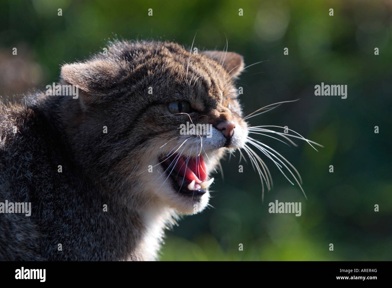 Scottish Wildcat Felis sylvestris snarling the British wildlife centre ...