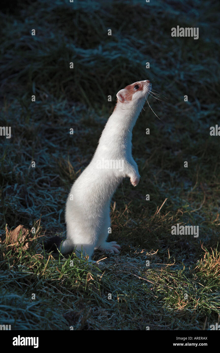 Ermine hi-res stock photography and images - Alamy