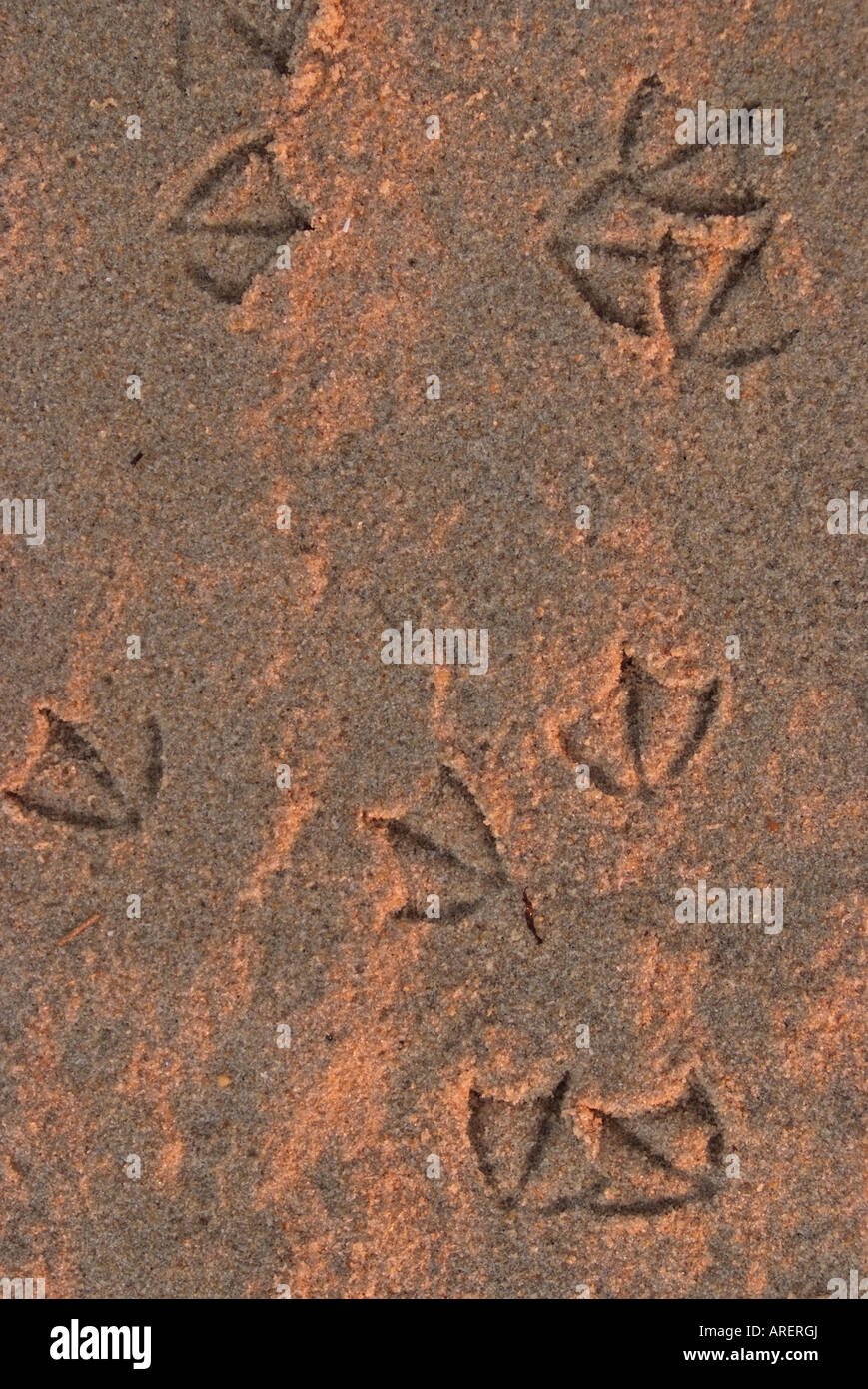 Tracks of birds hi-res stock photography and images - Alamy