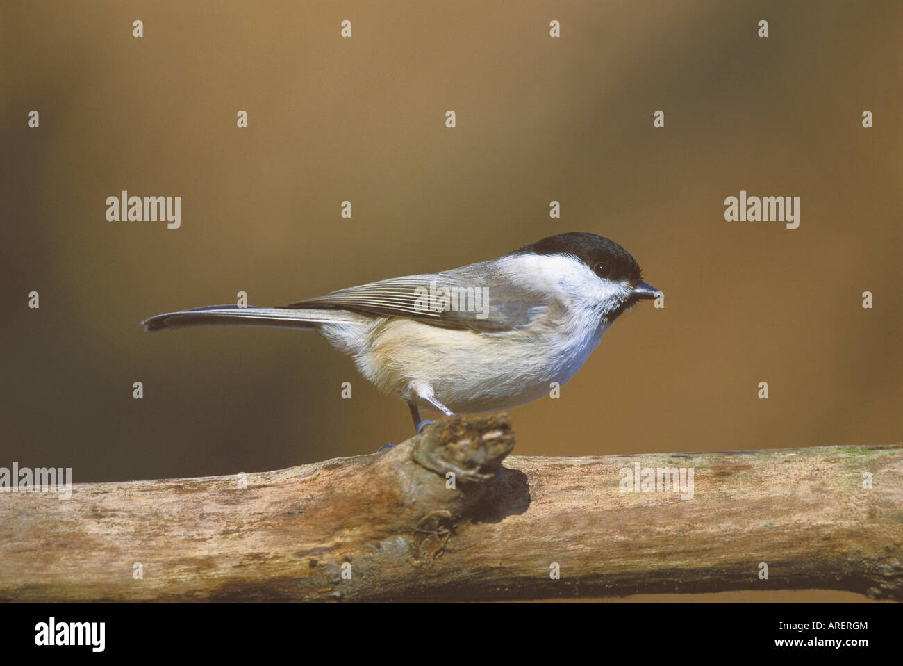 Marsh Tit Parus palustris Stock Photo - Alamy