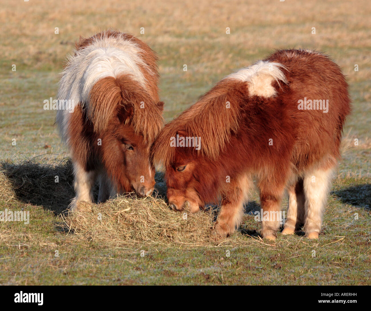 Two shetland ponies eating hay Stock Photo - Alamy