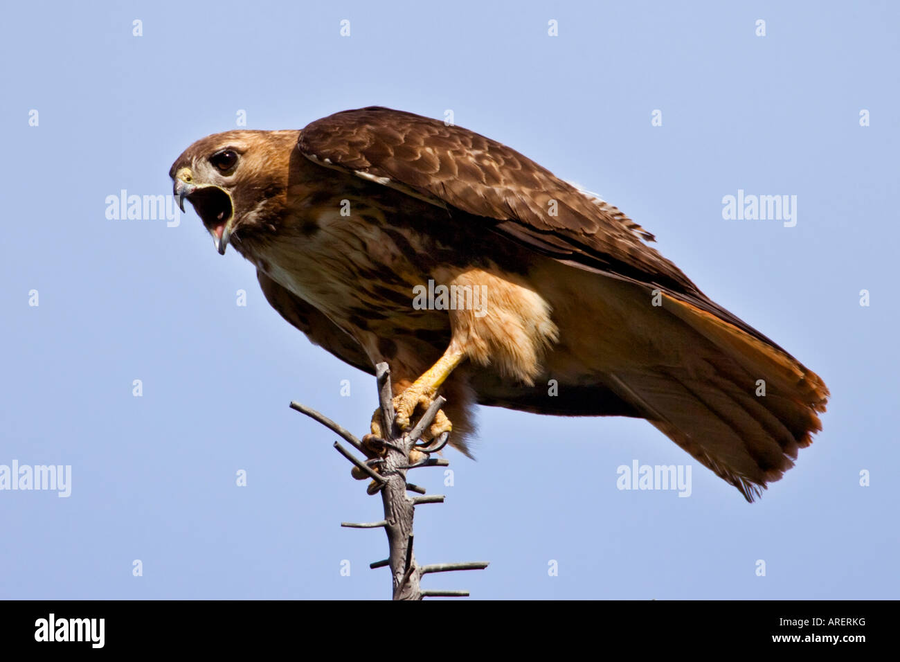 A dark morph red-tailed hawk perched on a spruce snag Wasatch Range ...
