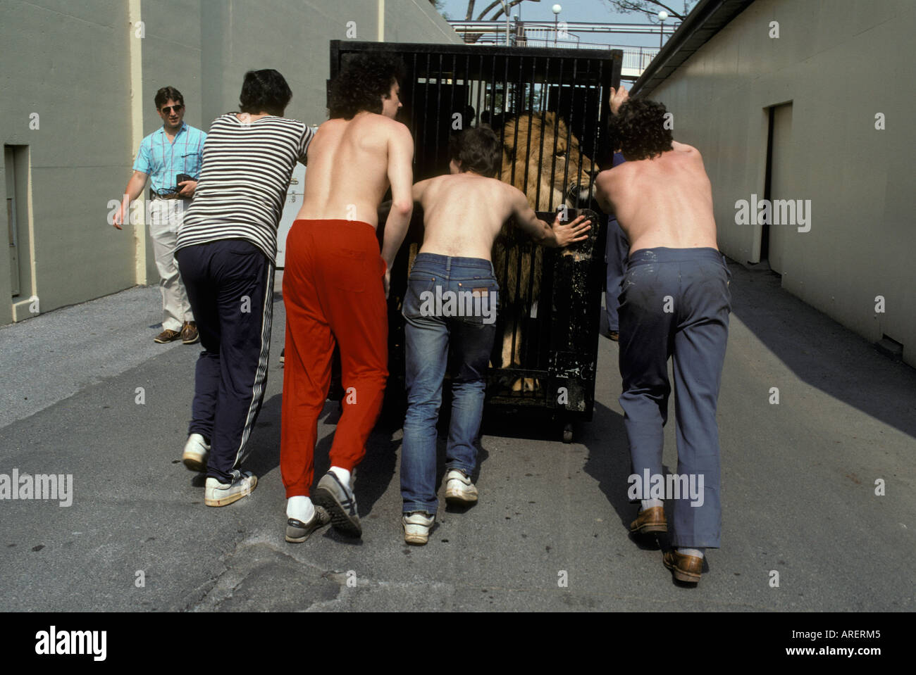 Performers roustabouts push african lion animal act cage Stock Photo ...