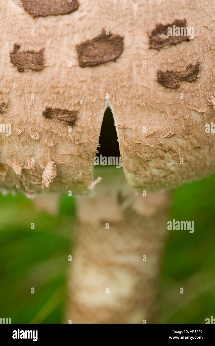 Fuzzy mushroom cap hi-res stock photography and images - Alamy