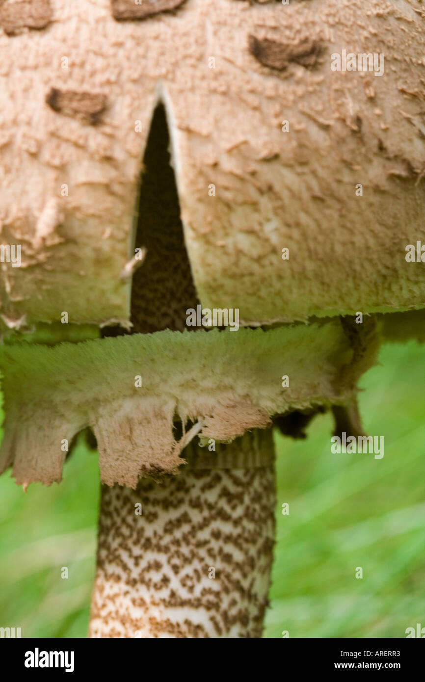 Fuzzy mushroom cap hi-res stock photography and images - Alamy