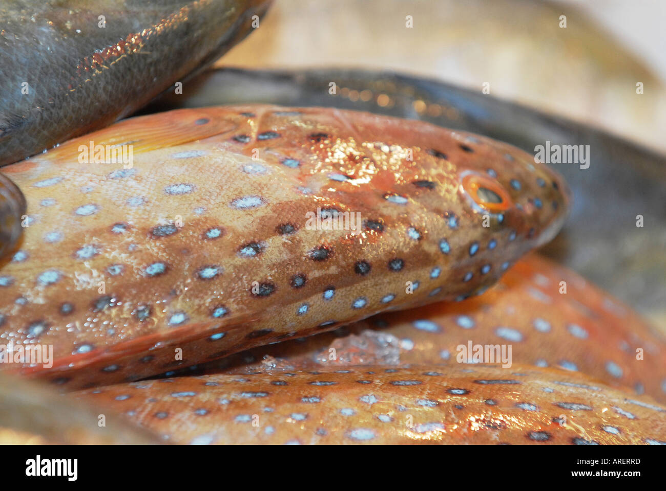 Garoupa fish hi-res stock photography and images - Alamy