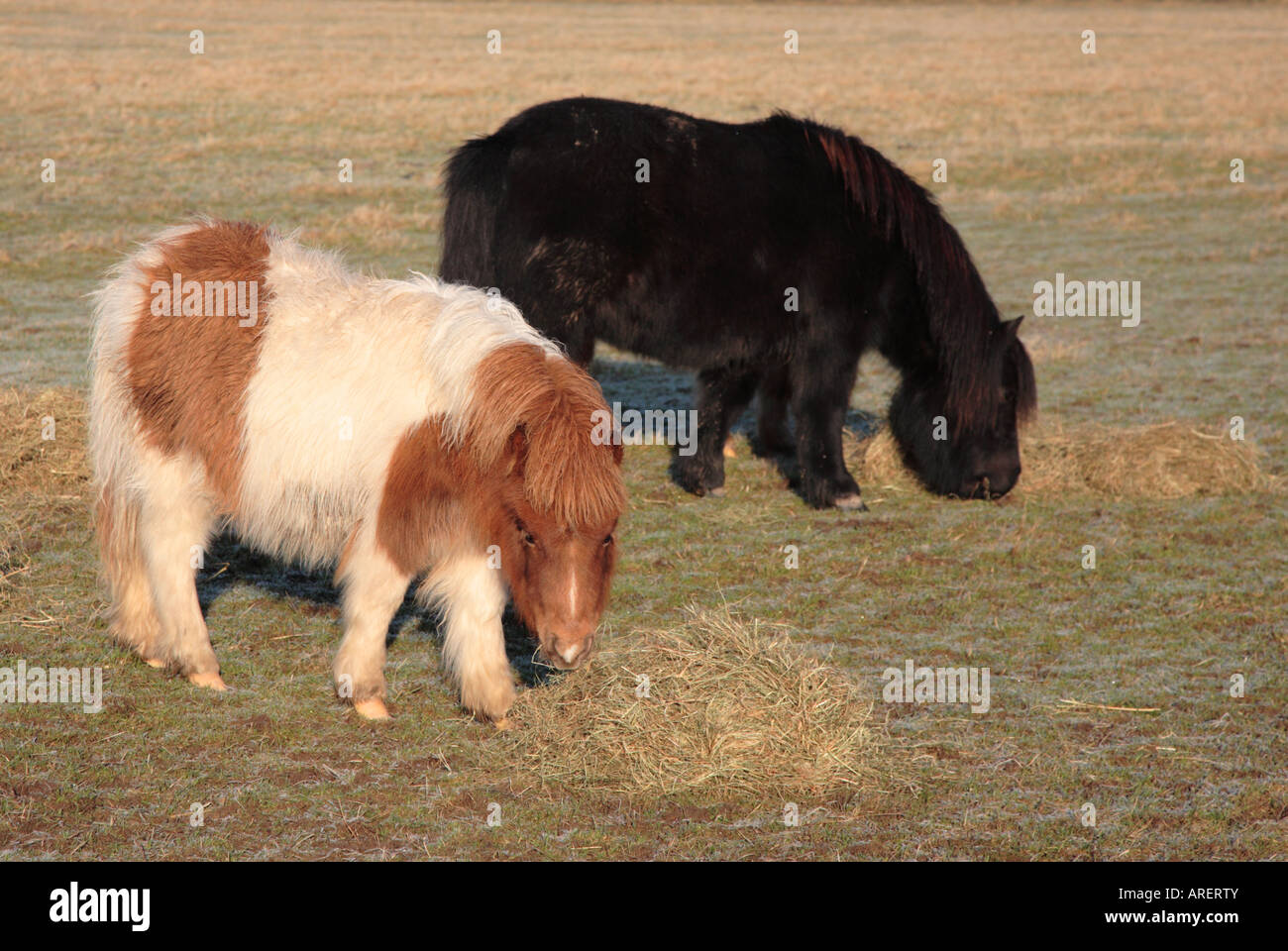 Two shetland ponies eating hay Stock Photo - Alamy