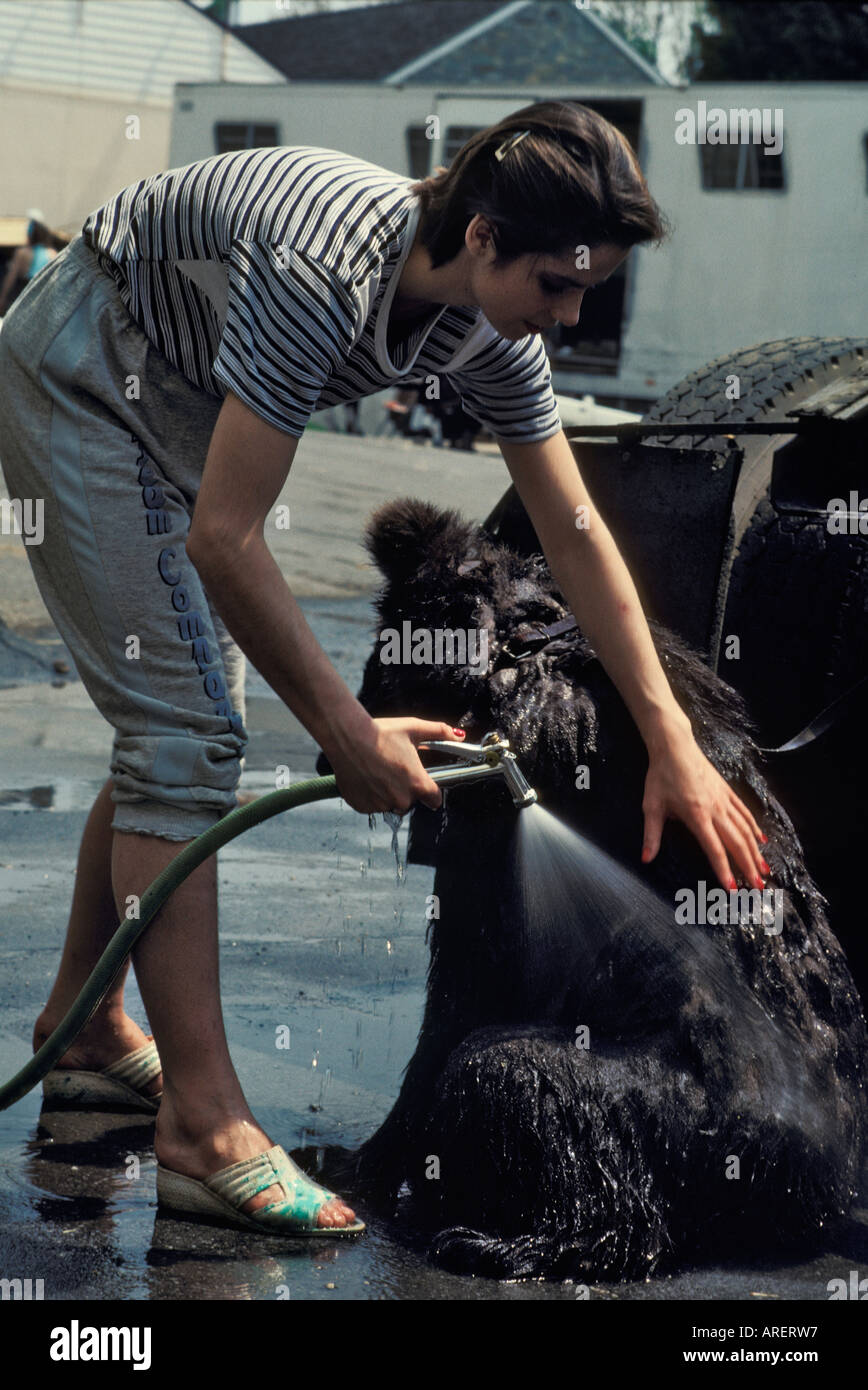 Female animal trainer give small bear bath Stock Photo - Alamy